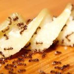 Identification and Prevention of Rats and Mice in Wisconsin | Batzner ...