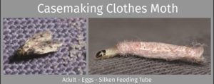Identify and Control Webbing and Casemaking Clothes Moths