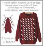 Identify and Control Webbing and Casemaking Clothes Moths