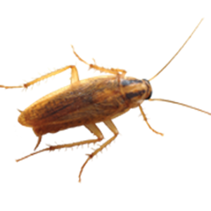 Bug Identification Library - Wisconsin Pests | Batzner Pest Control
