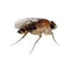 Phorid Fly Identification in Wisconsin | Batzner