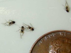 Phorid Fly Identification in Wisconsin | Batzner