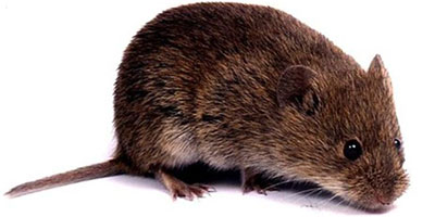 Get Rid of Voles | Control & Prevent Infestations | Batzner Pest Control