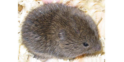 Get Rid of Voles | Control & Prevent Infestations | Batzner Pest Control
