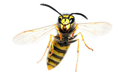 Get Rid of Yellow Jackets | Control & Nest Removal | Batzner Pest Control