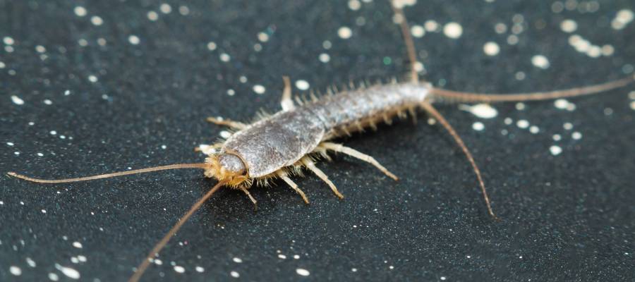 What Are Those Bugs in My Bathroom? - Batzner Pest Control - Pest ...