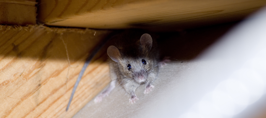 Look Out For Rodents in Wisconsin this Winter | Batzner Pest Control ...