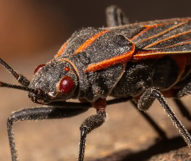 Occasional Invaders | Boxelder Bugs | Asian Lady Beetles & More